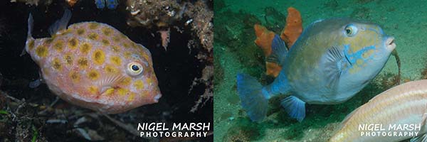 Sorting the Boxfishes